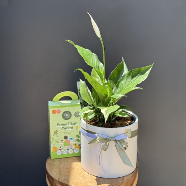 Peace Lily Plant Care Bundle | The Rain Florist Darwin